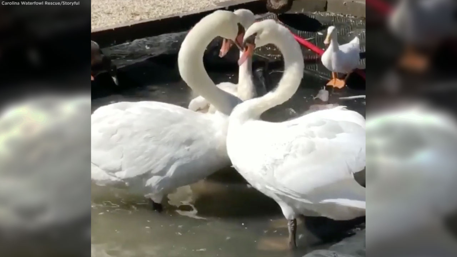 Swans rescued from path of Hurricane Florence make a new friend - ABC7 ...