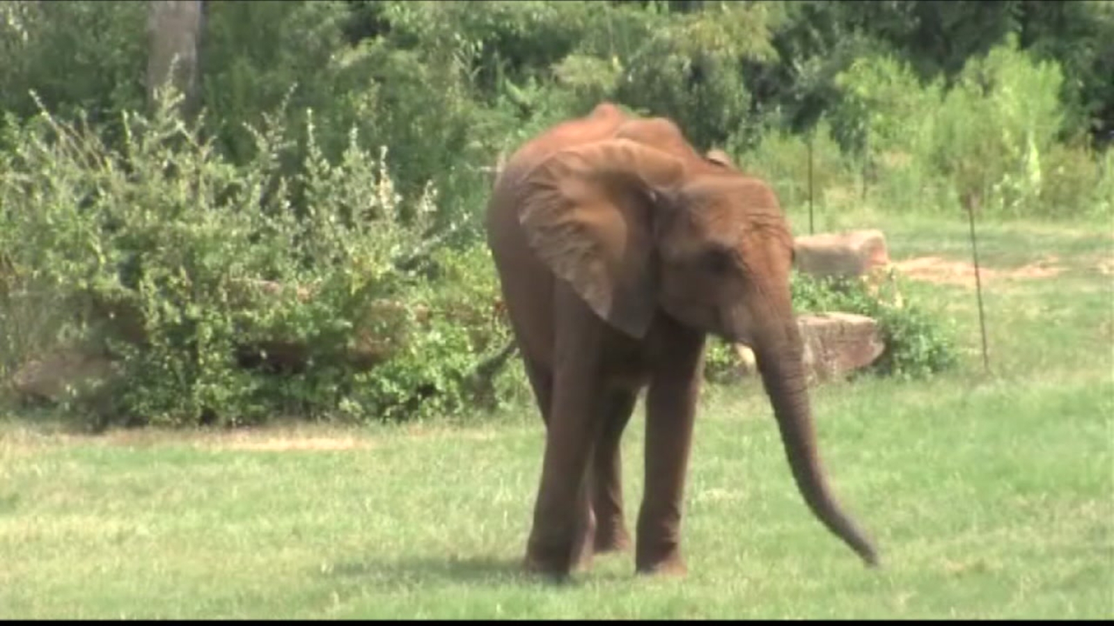 North Carolina Zoo offers free admission for Florence evacuees - ABC11 ...