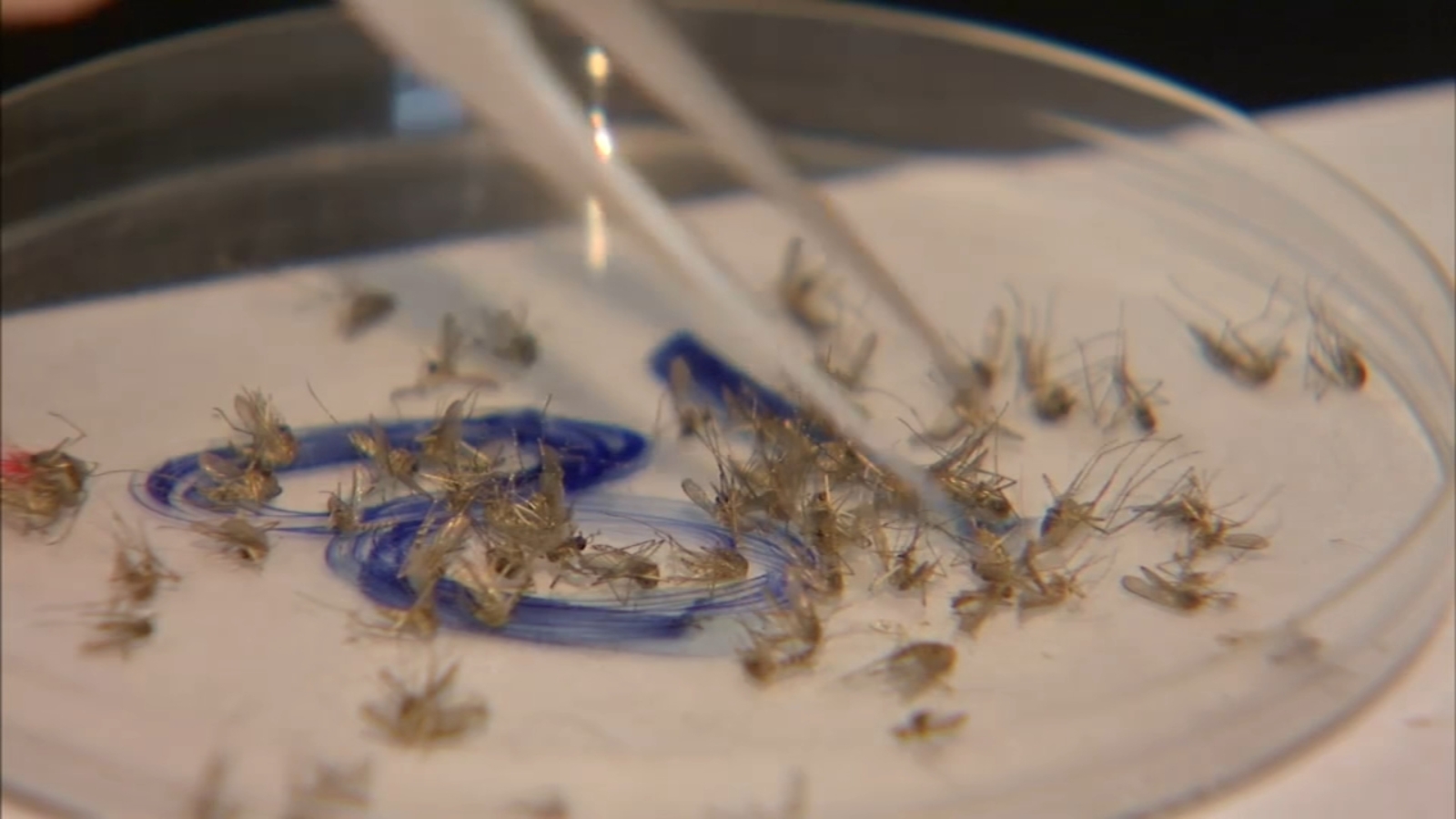 Mosquito population gets boost from warm, wet September weather - ABC7 ...