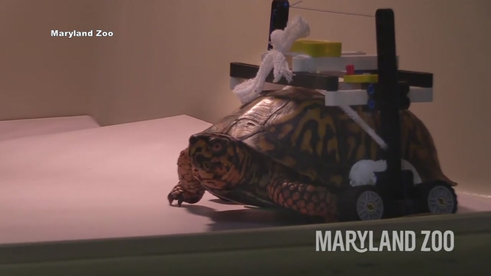 Injured turtle gets lift from Lego wheelchair - ABC11 Raleigh-Durham