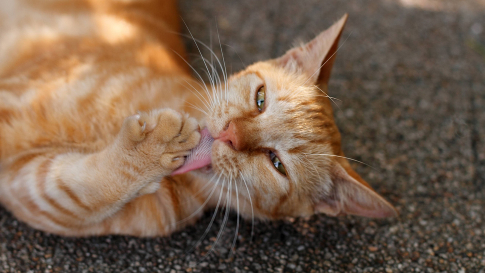 Missing South Carolina cat found 2 years later in California - ABC7 New ...