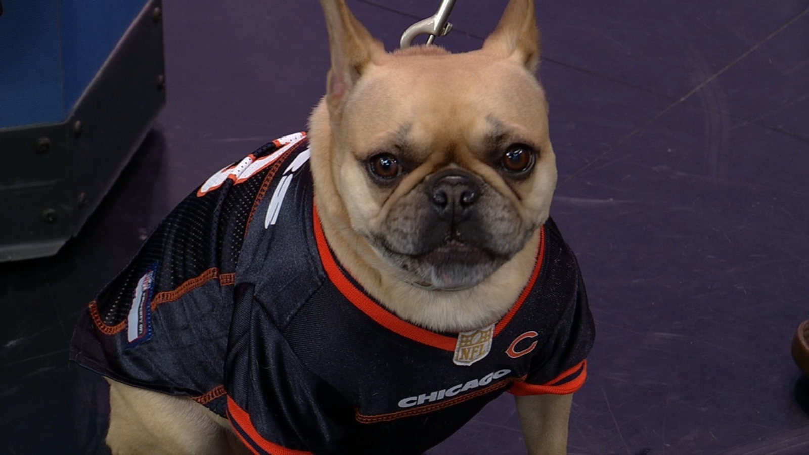 How to TAILgate with your pet this football season - ABC7 Chicago