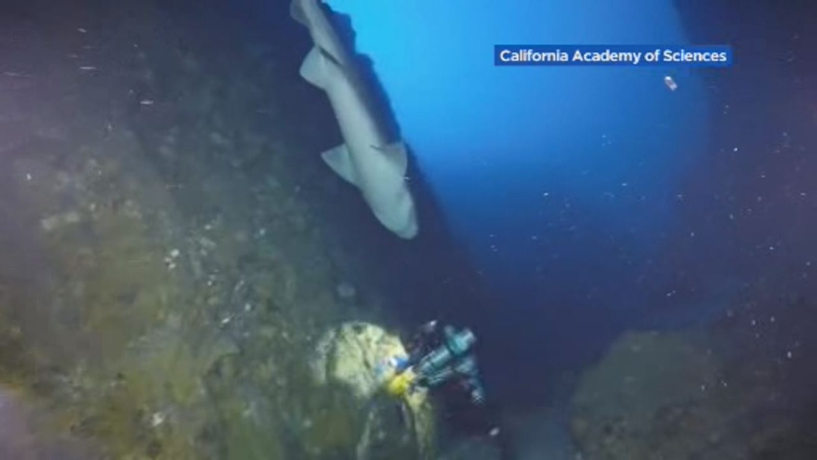 'Look at the shark!': Divers captivated with new fish fail to notice ...