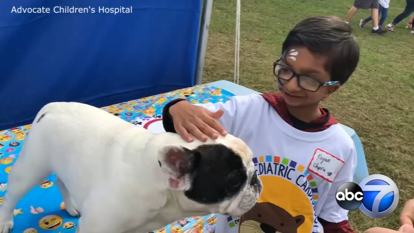 Manny the Frenchie warms hearts at pediatric cardiology picnic - ABC7 ...