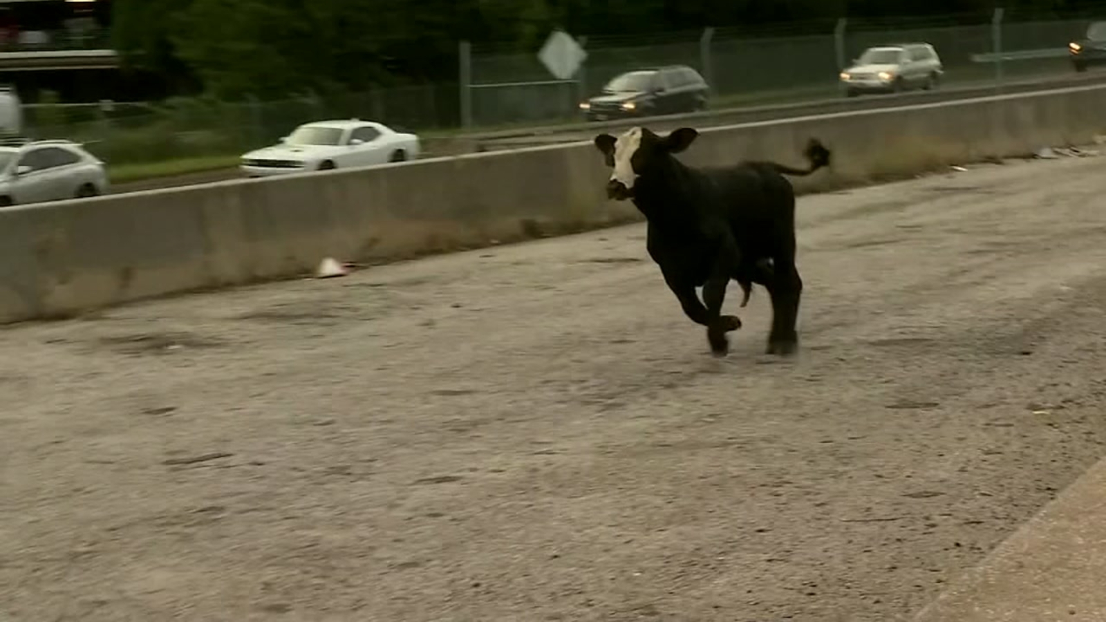 Dozens of cows unleashed on highway after tractor trailer crash in ...