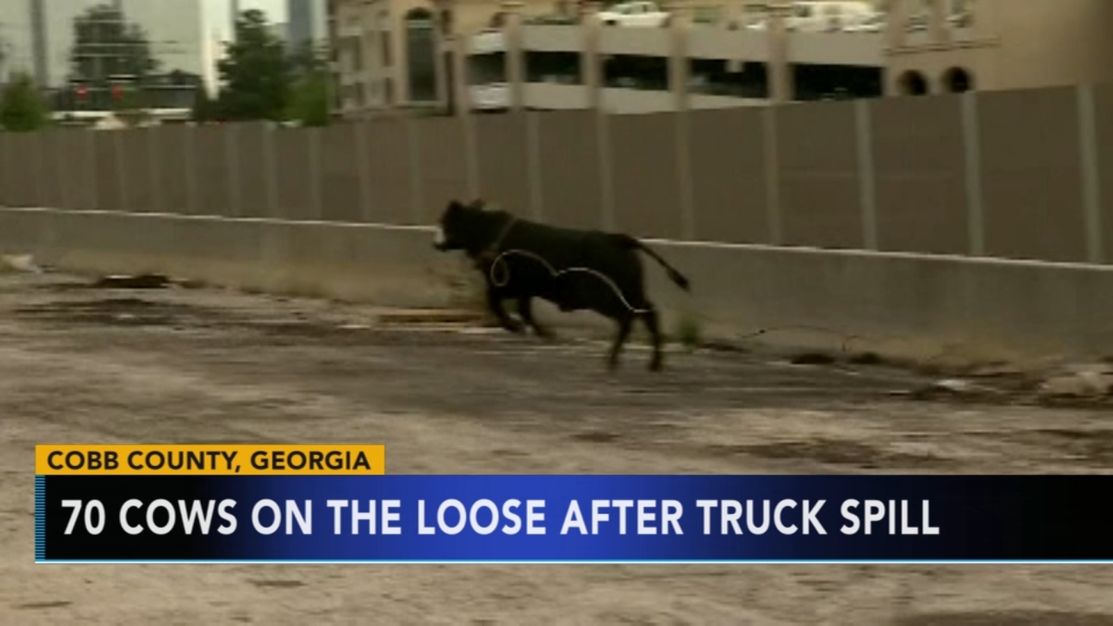 Police chase runaway cows in Georgia - 6abc Philadelphia