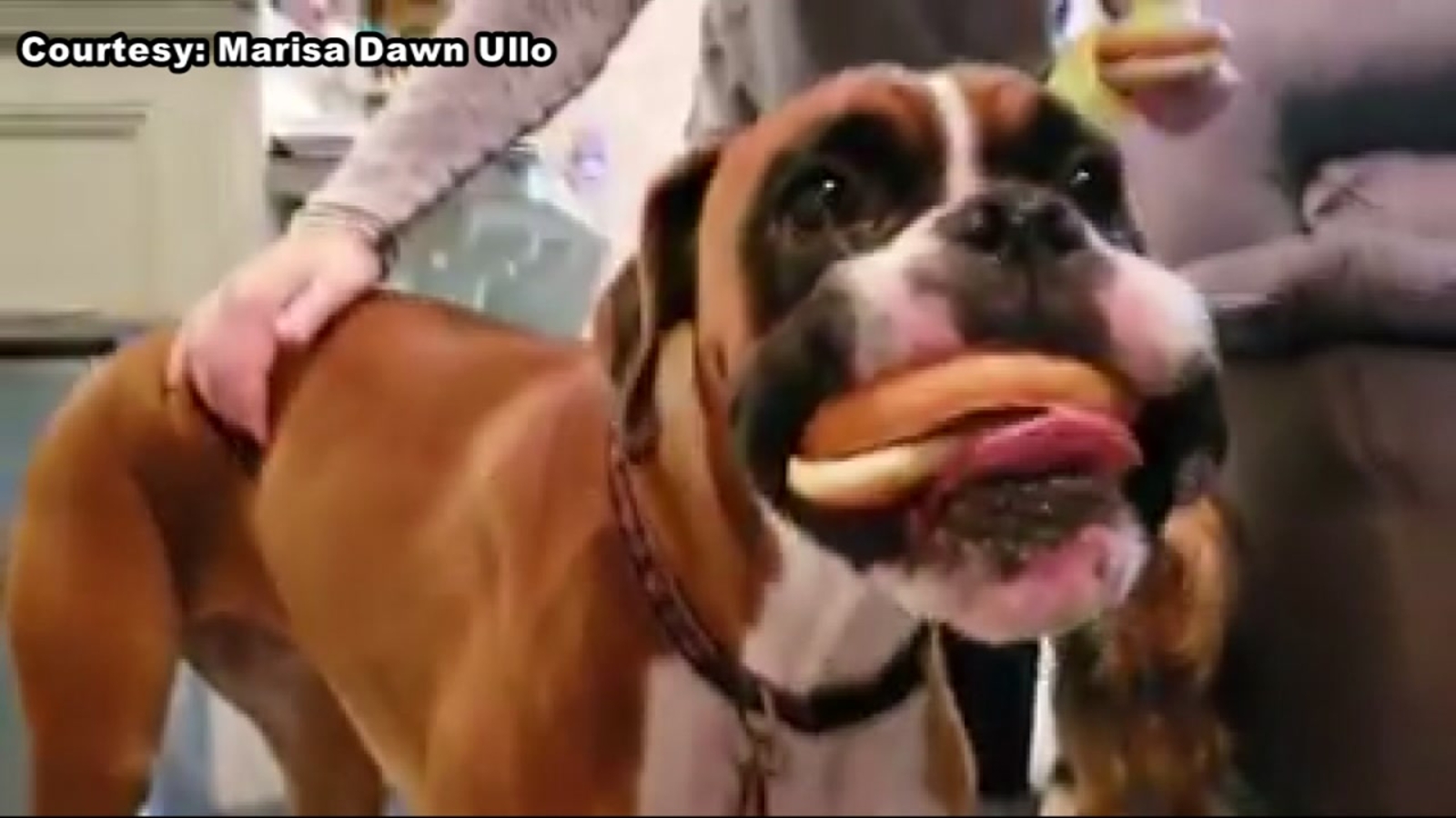 Dog owners give pets 'Freedom Burgers' to commemorate memory of dog ...