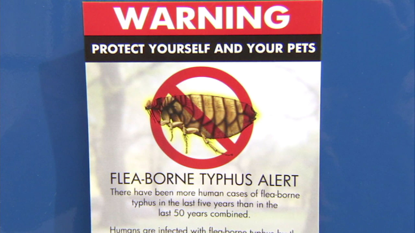 Flea-borne typhus disease on the rise in DTLA, Pasadena - ABC7 Los Angeles