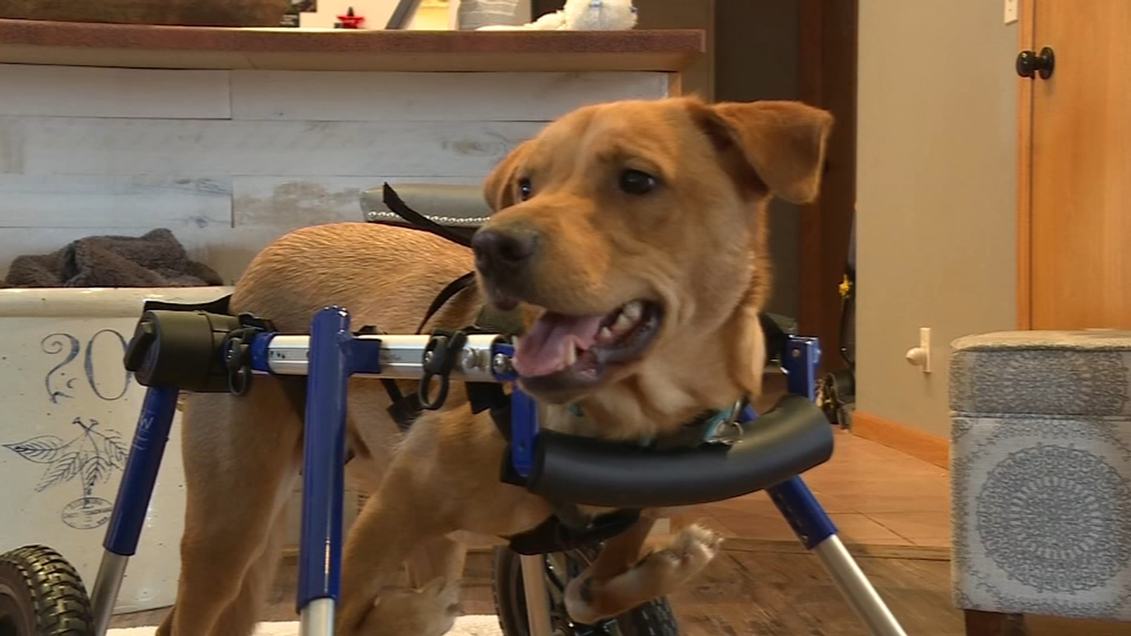 Disabled pup named runner-up in 'Cutest Rescue Dog' contest - 6abc ...