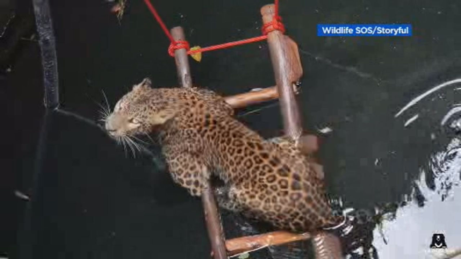 Watch wildlife workers save leopard trapped in a well - ABC7 San Francisco