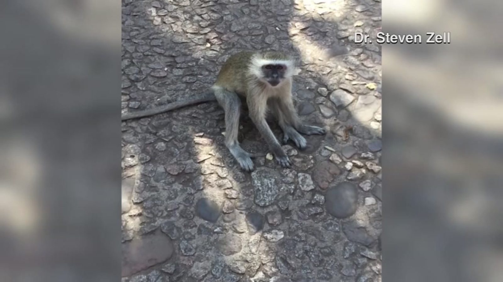 Professor treats monkey bite for woman overseas - ABC13 Houston
