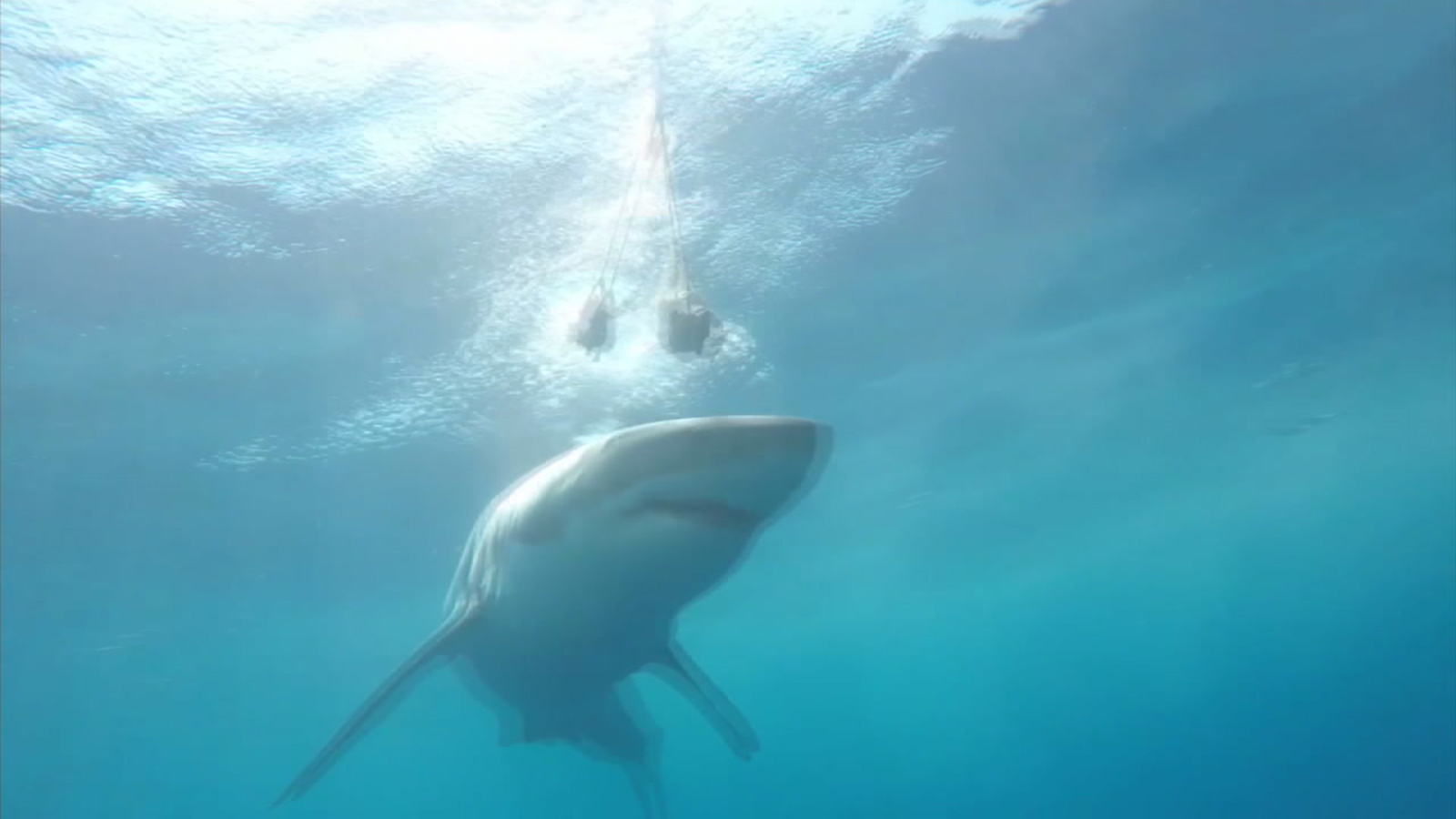 Newport Beach launches shark-detection pilot, "Clever Buoy" - ABC7 Los ...