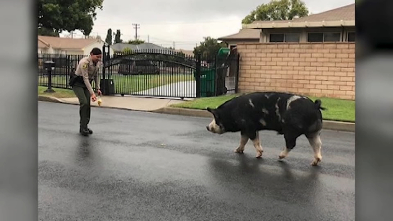 Giant stray pig lured back to home with Doritos - 6abc Philadelphia