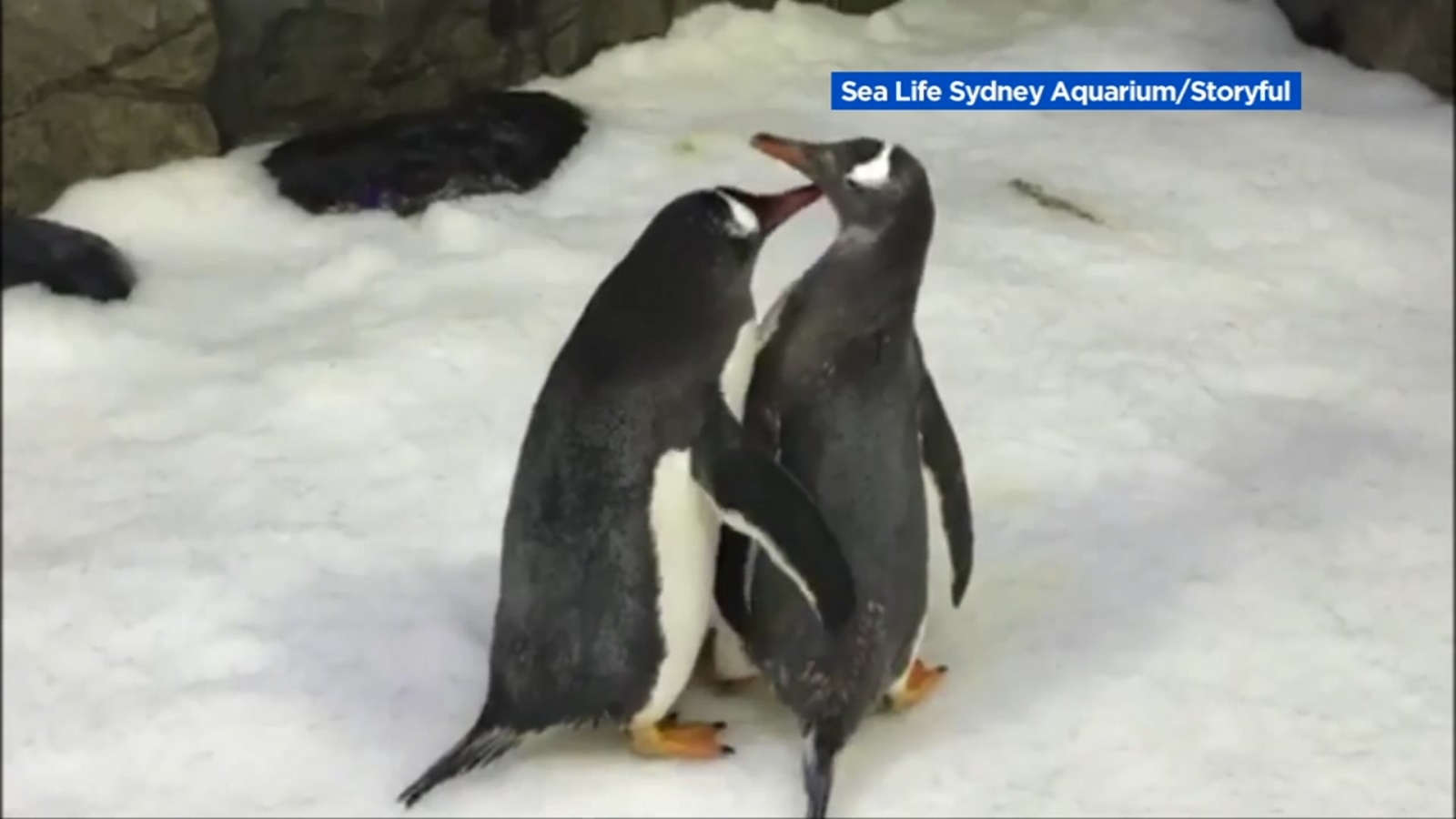 Same-sex penguin couple is first in Australia to nurture foster egg ...