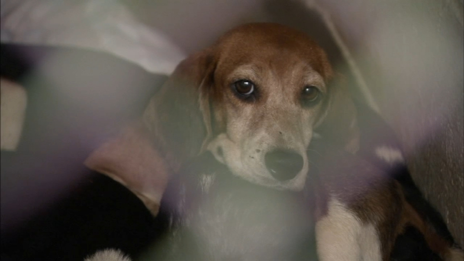 65 rescued beagles should be ready for adoption soon - 6abc Philadelphia