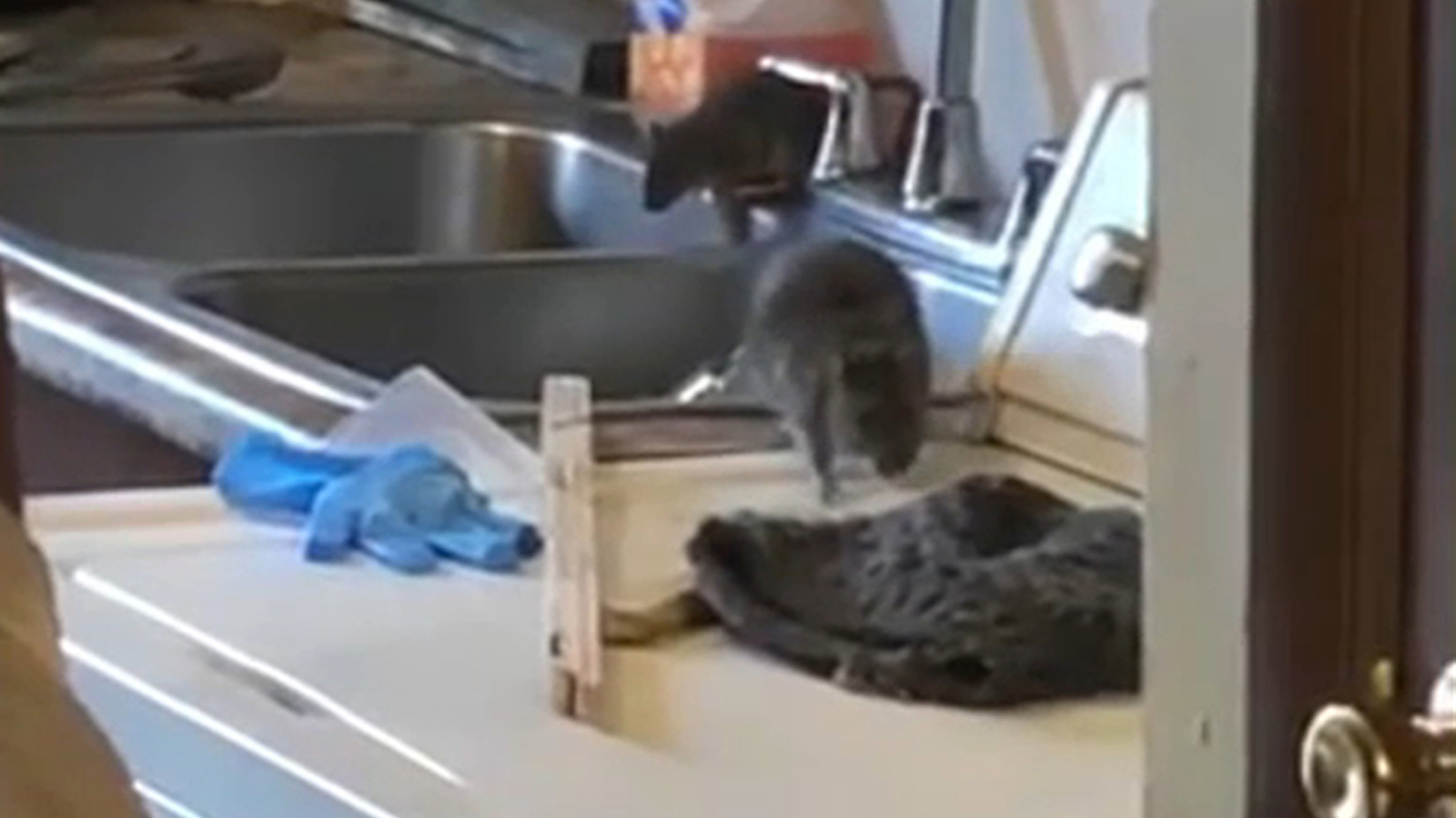 Infestation of rats plagues residents at public housing project in the ...