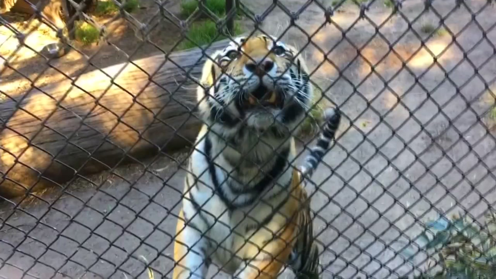 Oakland Zoo responds after man jumps railing around tiger enclosure ...