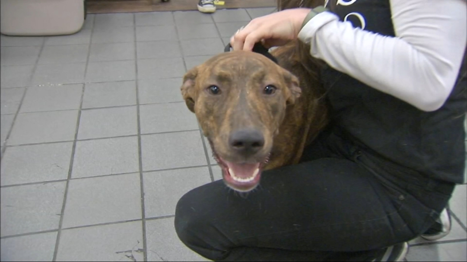 Dogs, cats affected by Hurricane Michael arrive at PAWS Chicago from ...