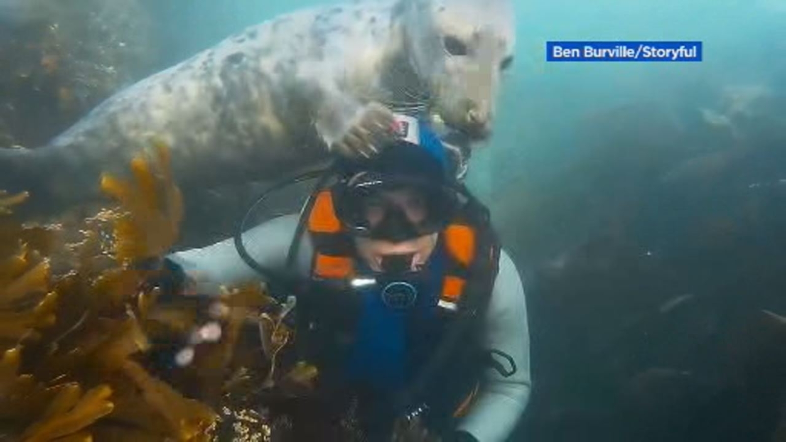 Diver gets the ultimate 'seal' of approval - ABC7 San Francisco