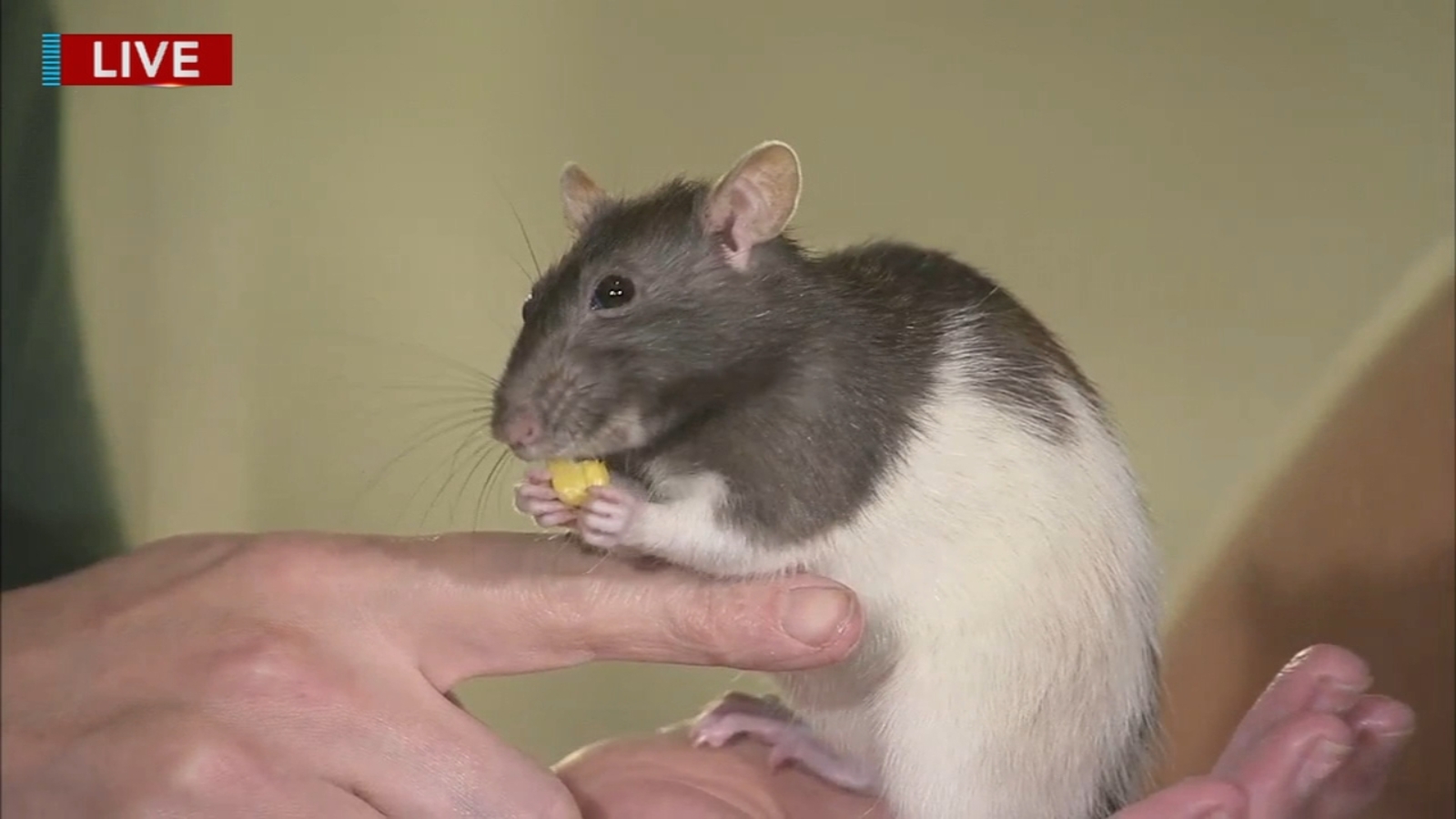Cecily Tynan visits with the domesticated rat at the Philadelphia Zoo ...