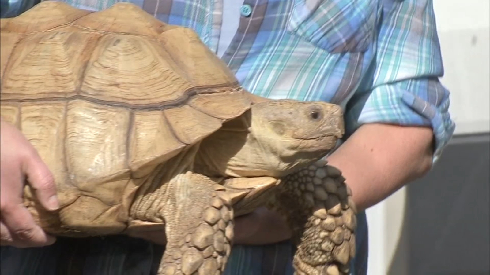 245 animals, including snakes, tortoises, seized from 2nd Pa. home ...