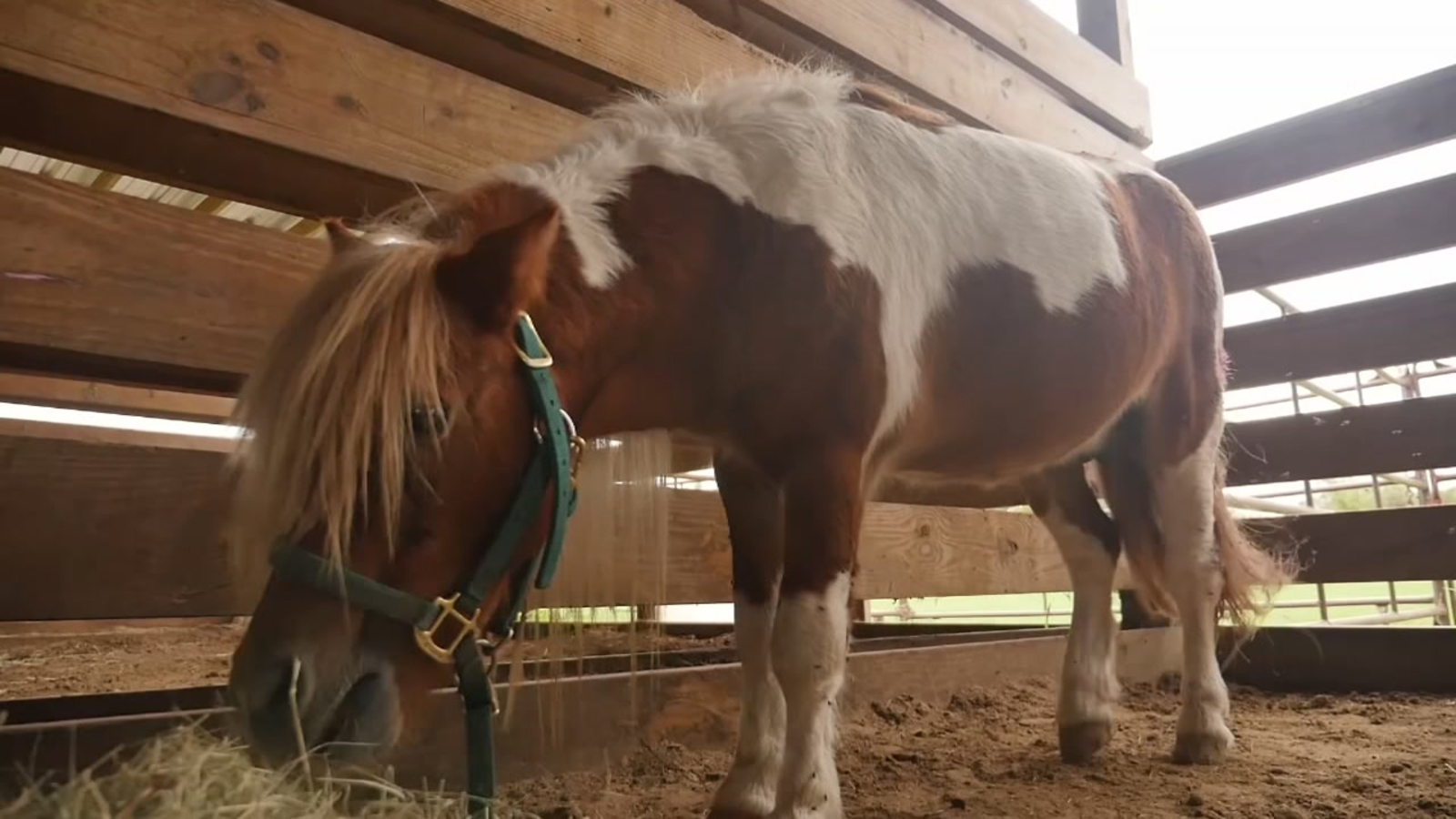 Pony rescued from Houston storm drain is 'treated like royalty' - ABC13 ...