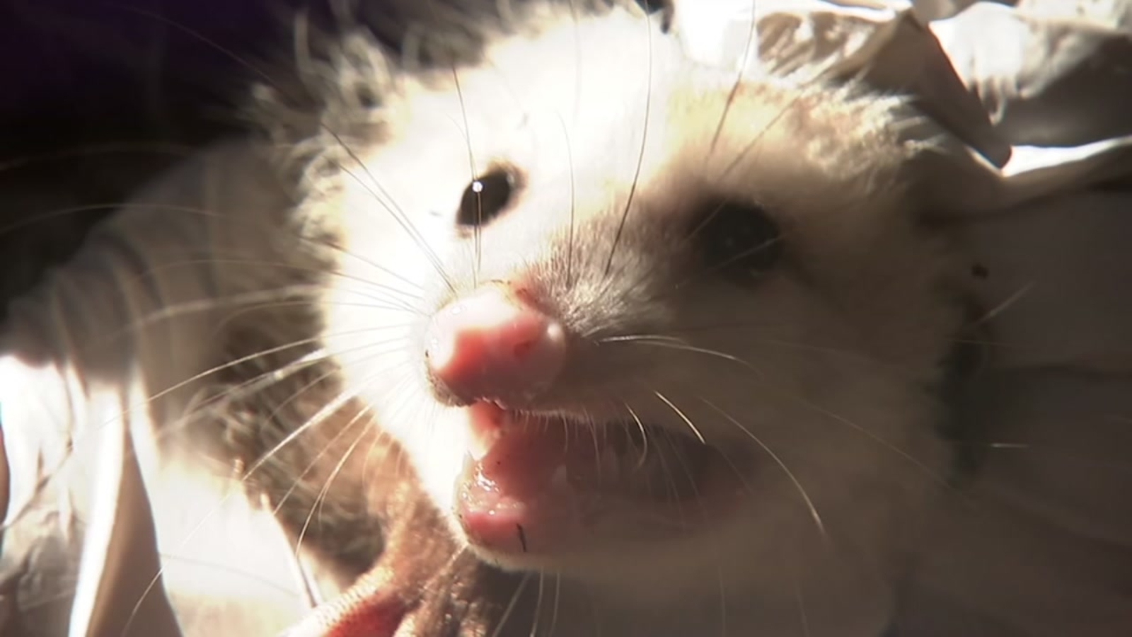 More than just a pretty face -- opossums have 'superpowers' - ABC7 San ...