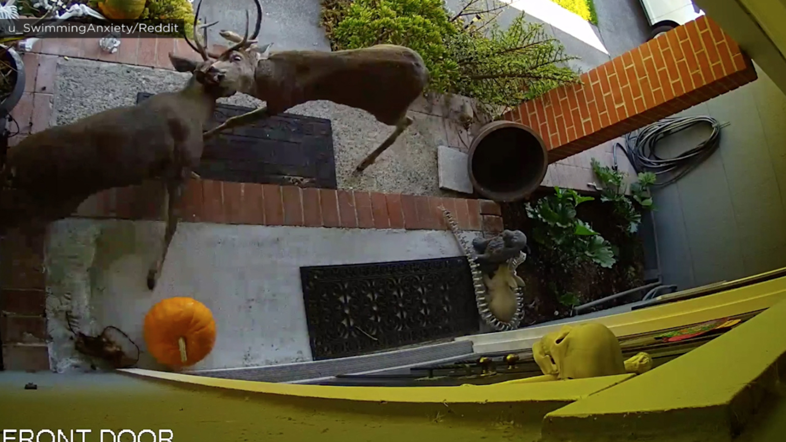 Home invasion? Nope, this roughed-up Northern California porch was the ...