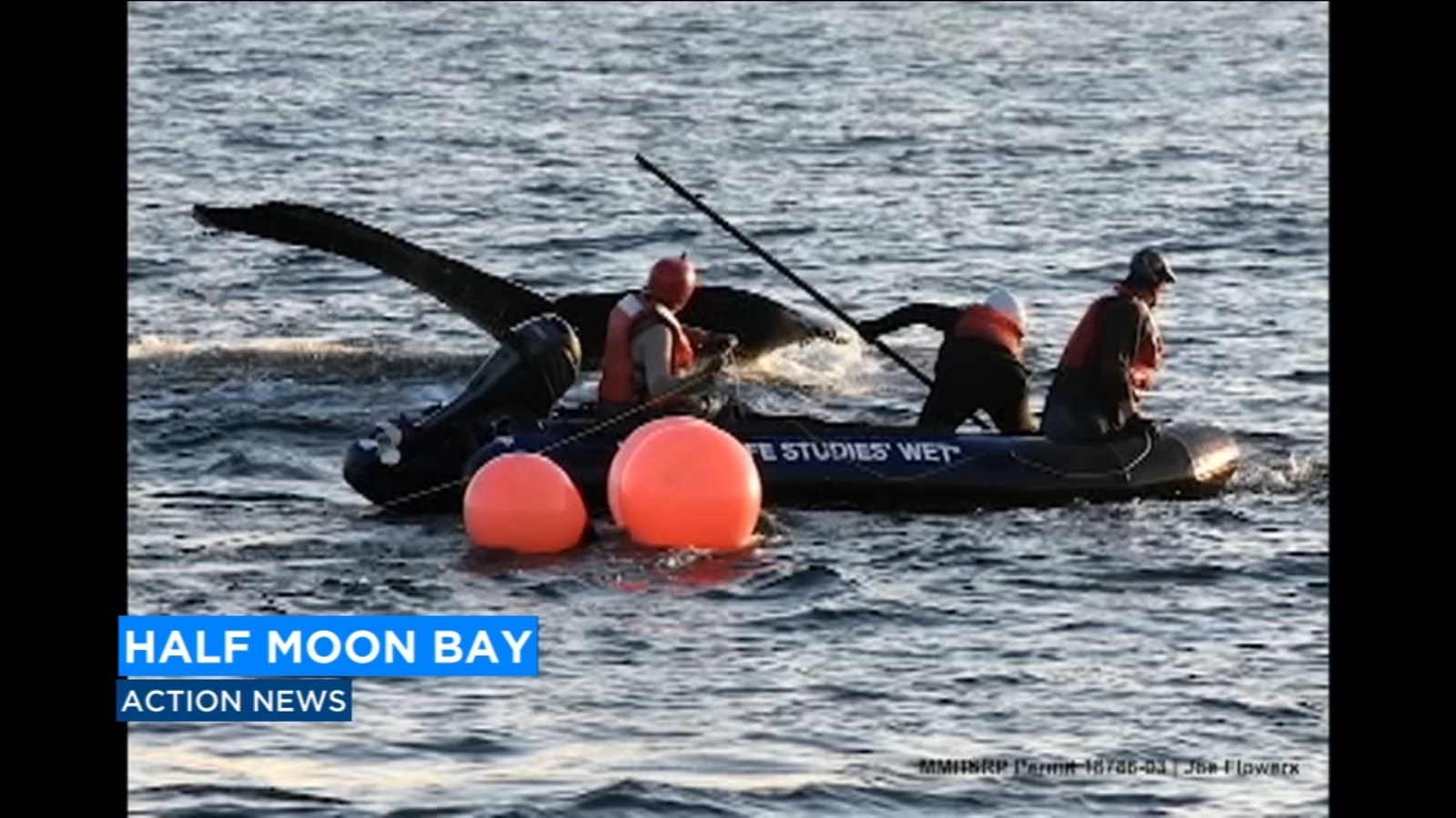 Whale rescued from fishing line off California coast - 6abc Philadelphia