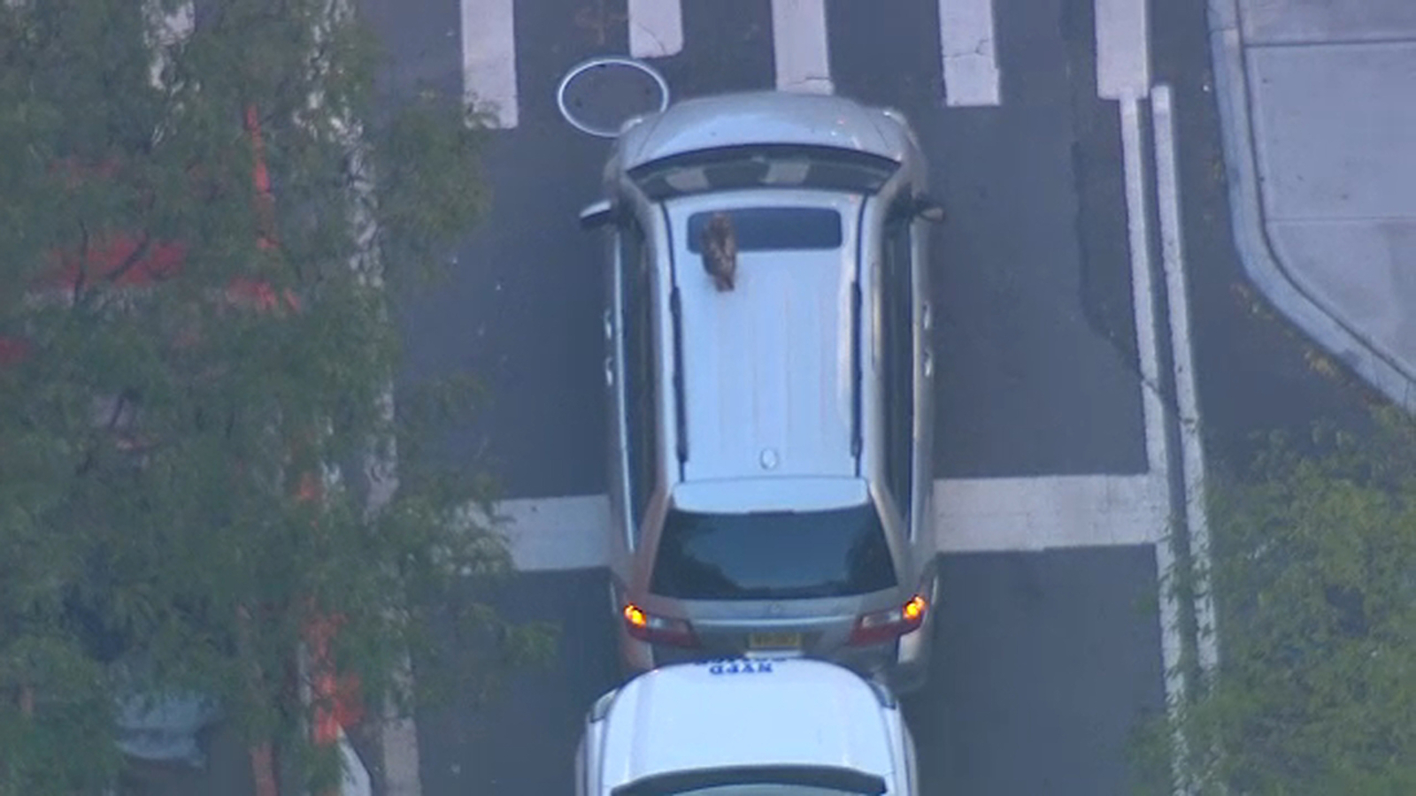 Hawk perched on a car causes traffic problems in Gramercy Park ...
