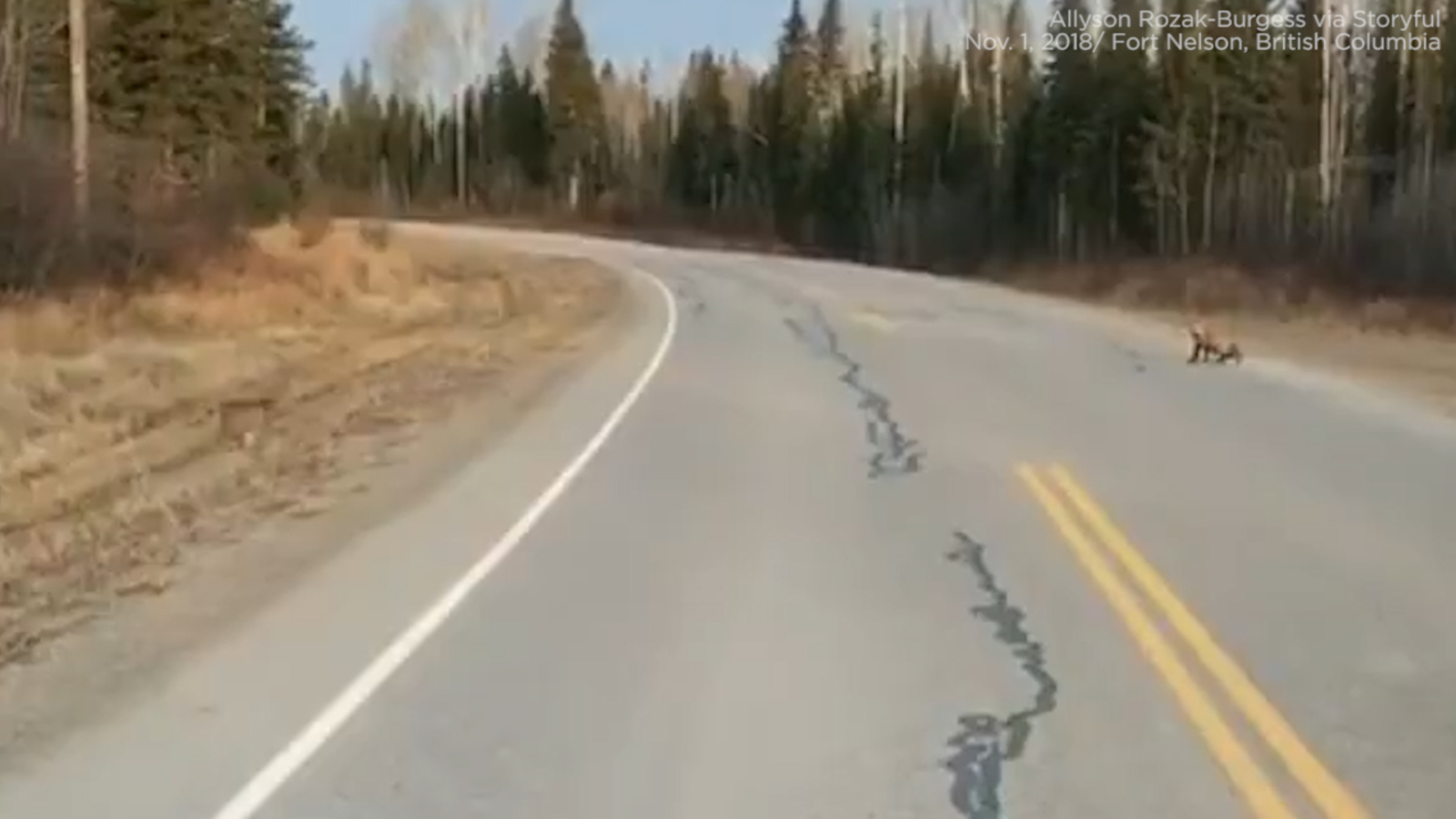 Fox, lynx yell at each other in odd spat across the road in Canada ...