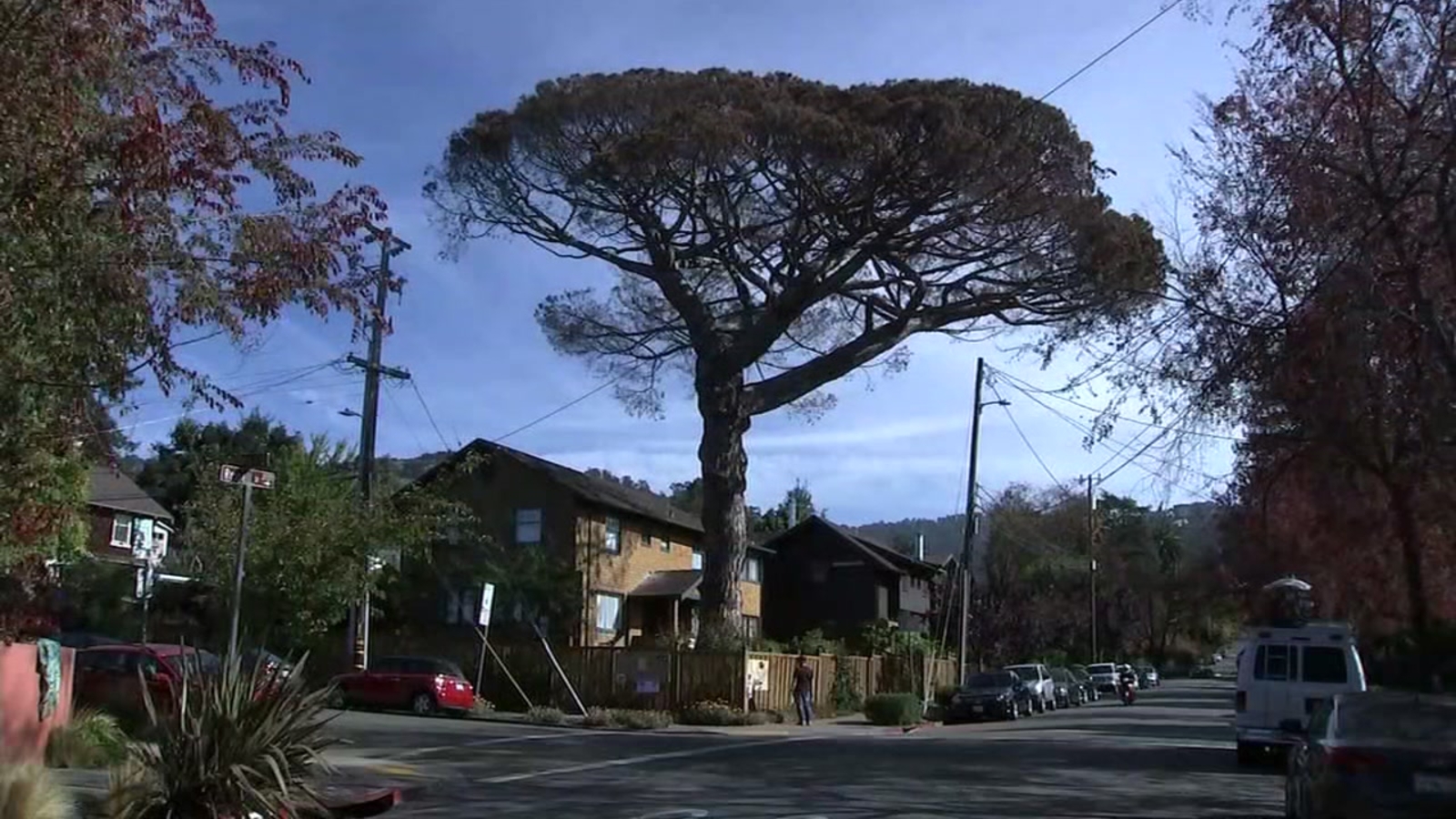 Death of 125-year-old tree mourned in Berkeley - ABC7 San Francisco