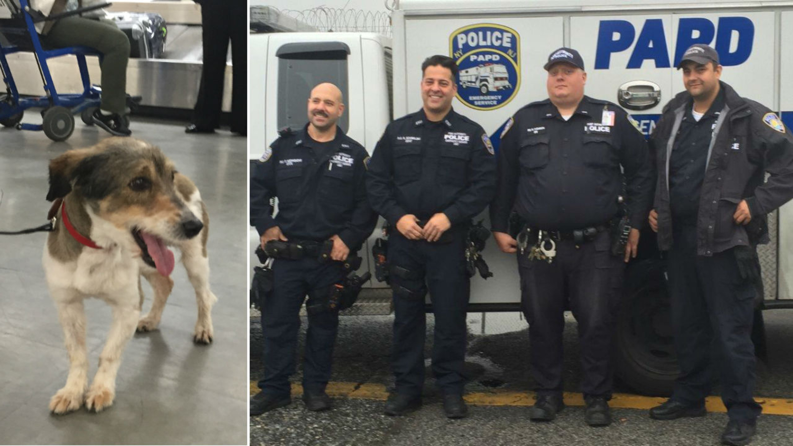 Port Authority officers save lost dog from running onto JFK runway ...