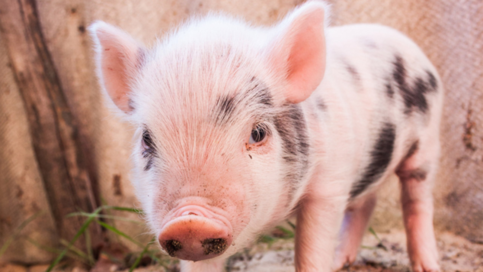Adorable pig slides down frozen sidewalk - 6abc Philadelphia