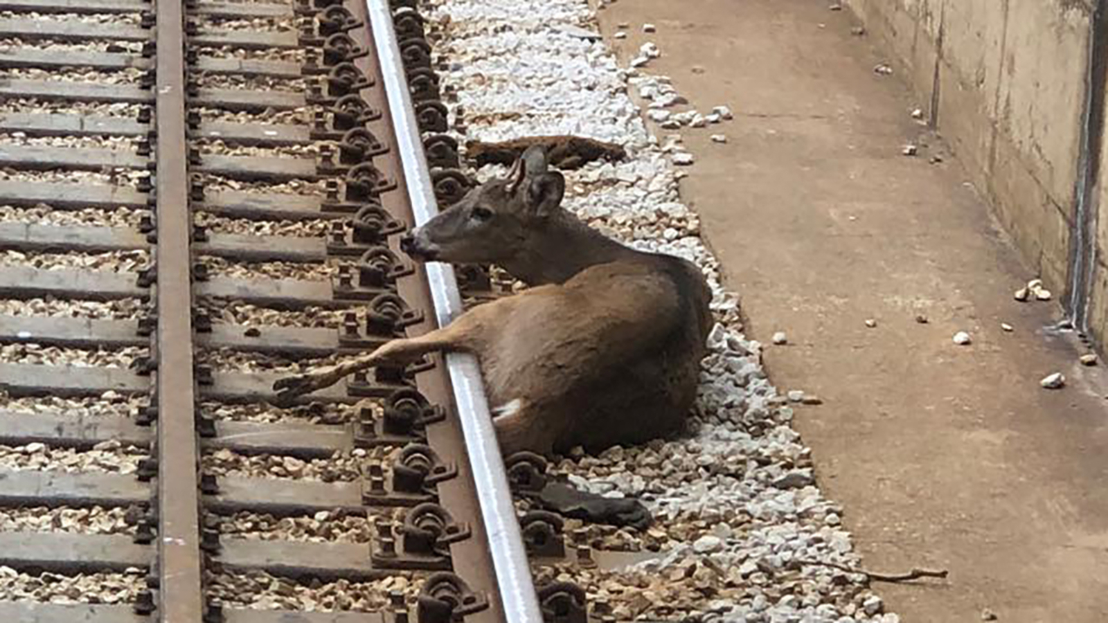 Injured deer removed from Blue Line tracks after stopping service for ...