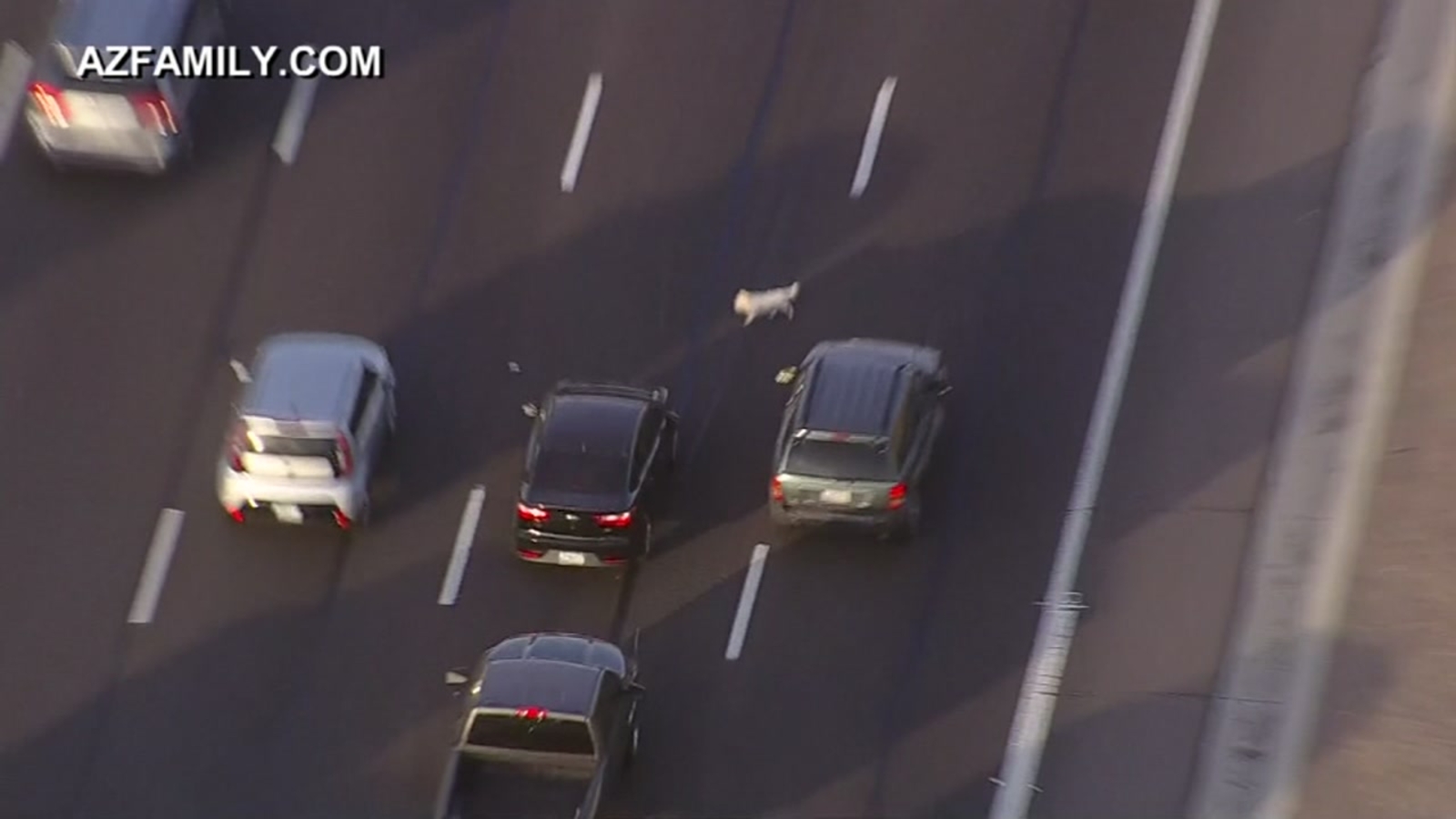 Dog leads police on slow speed chase in Arizona - ABC13 Houston