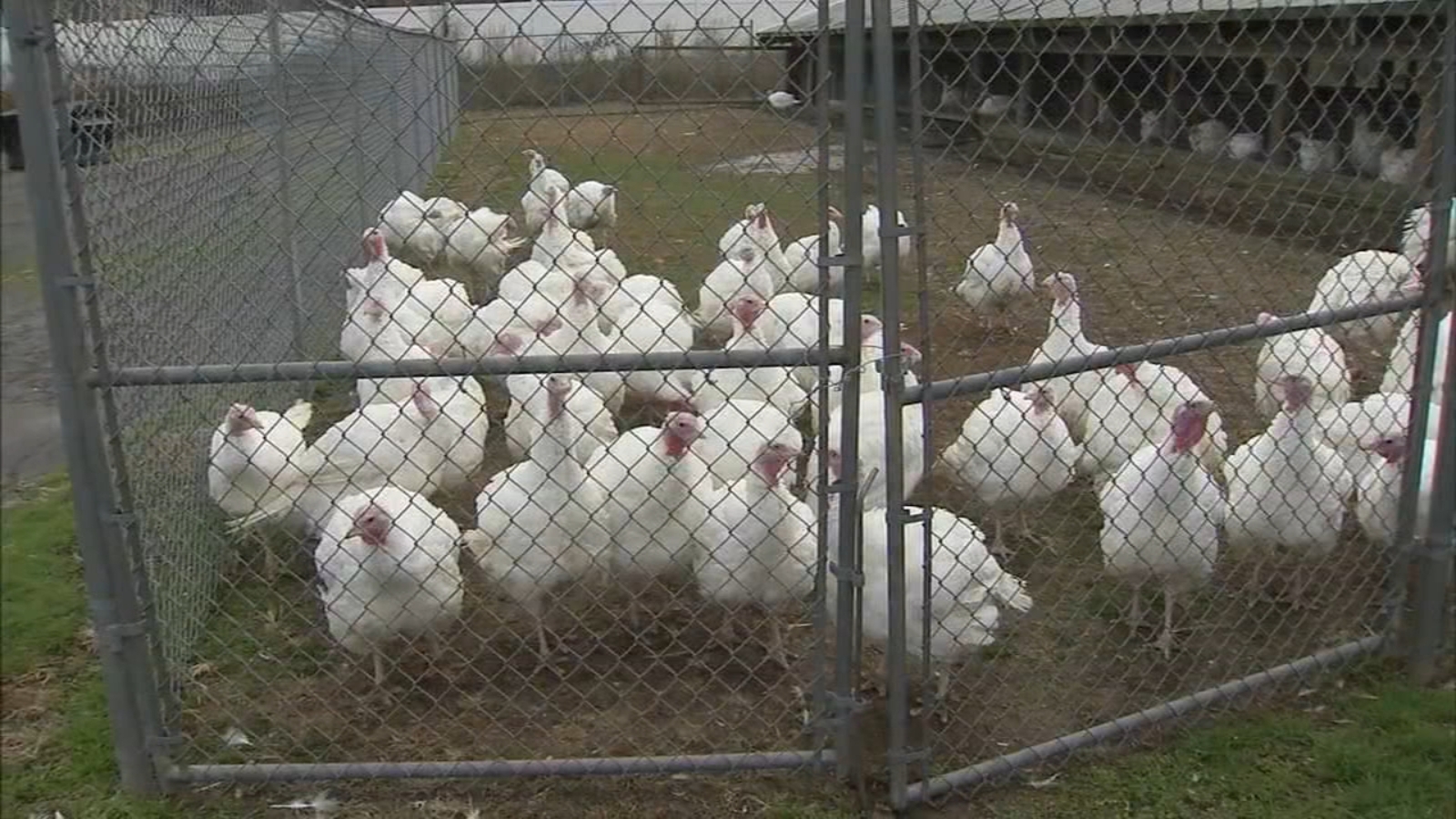 Tuesday is the busiest day of the year at N.J. turkey farm - 6abc ...