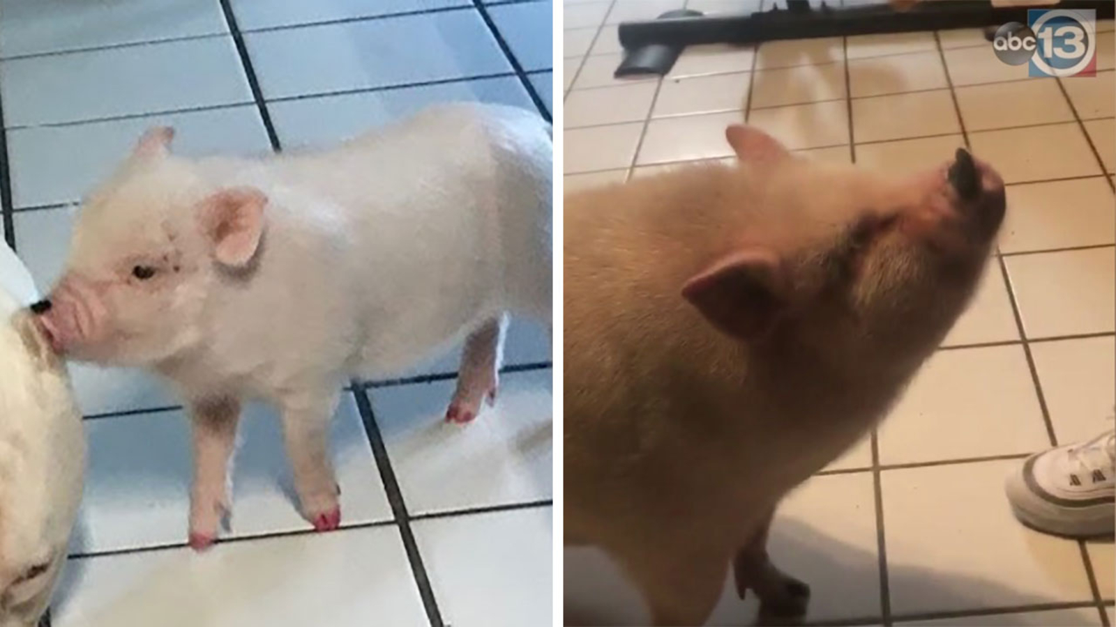 Family searching for Olivia the pig after she disappears from home in ...