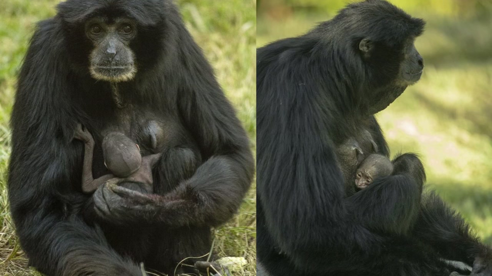 Baby surprise: San Diego Zoo's 37-year-old ape on birth control has ...