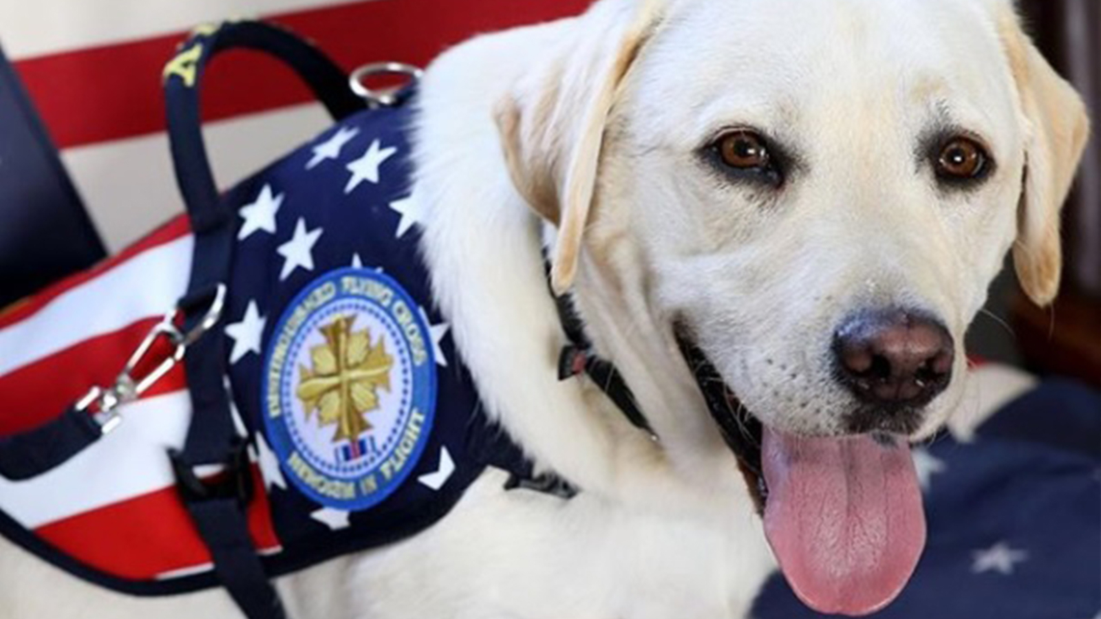 Former Pres. George H.W. Bush gets new service dog named Sully - ABC30 ...