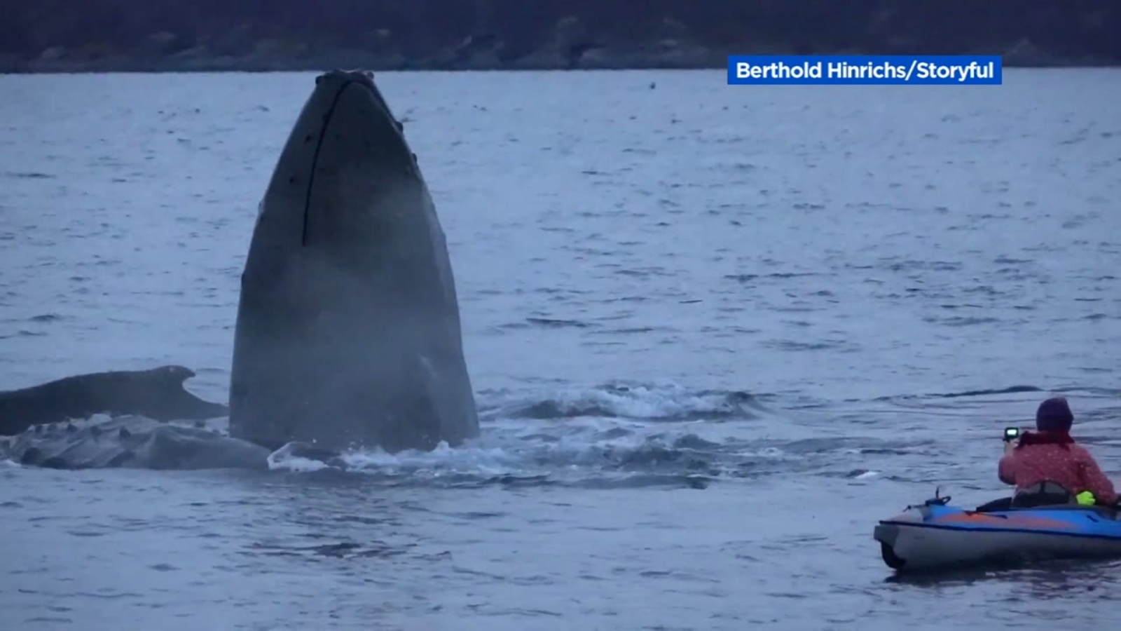 VIDEO: Kayaker has close encounter with humpback whales near Norway ...