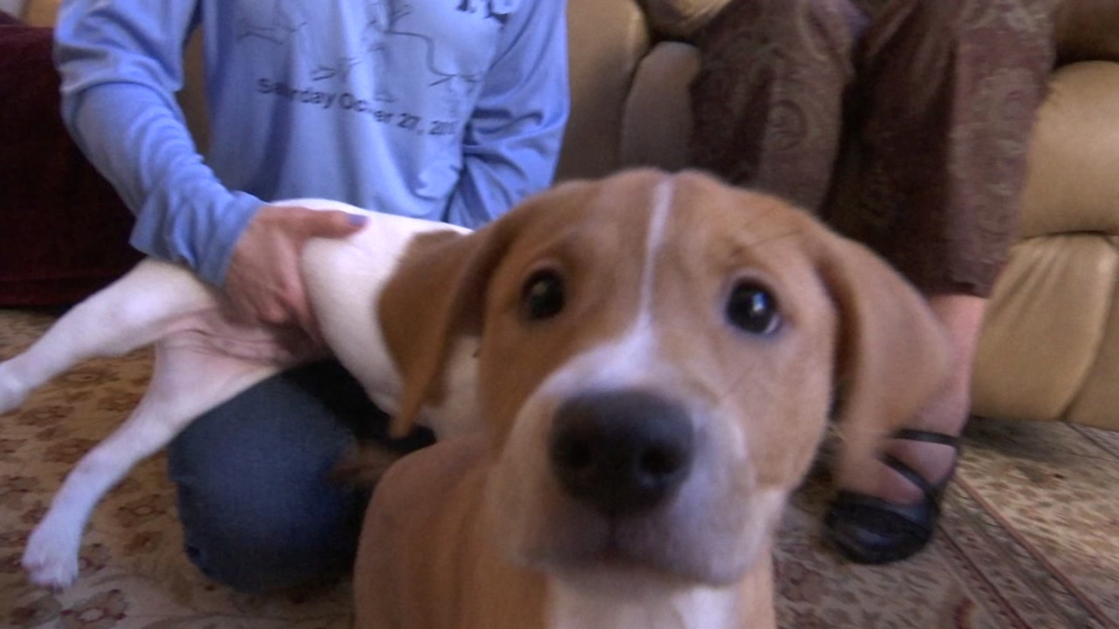 North Carolina Animal Rescues asking for new foster families - ABC11 ...