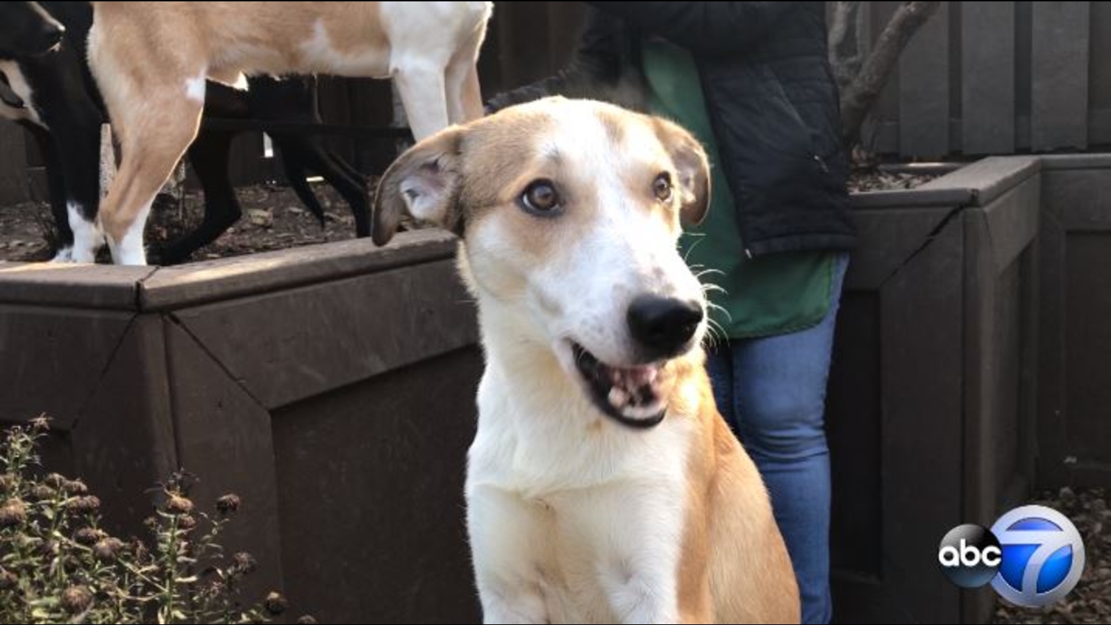 PAWS Chicago extends hours for 2-day pet adoption marathon; More than ...