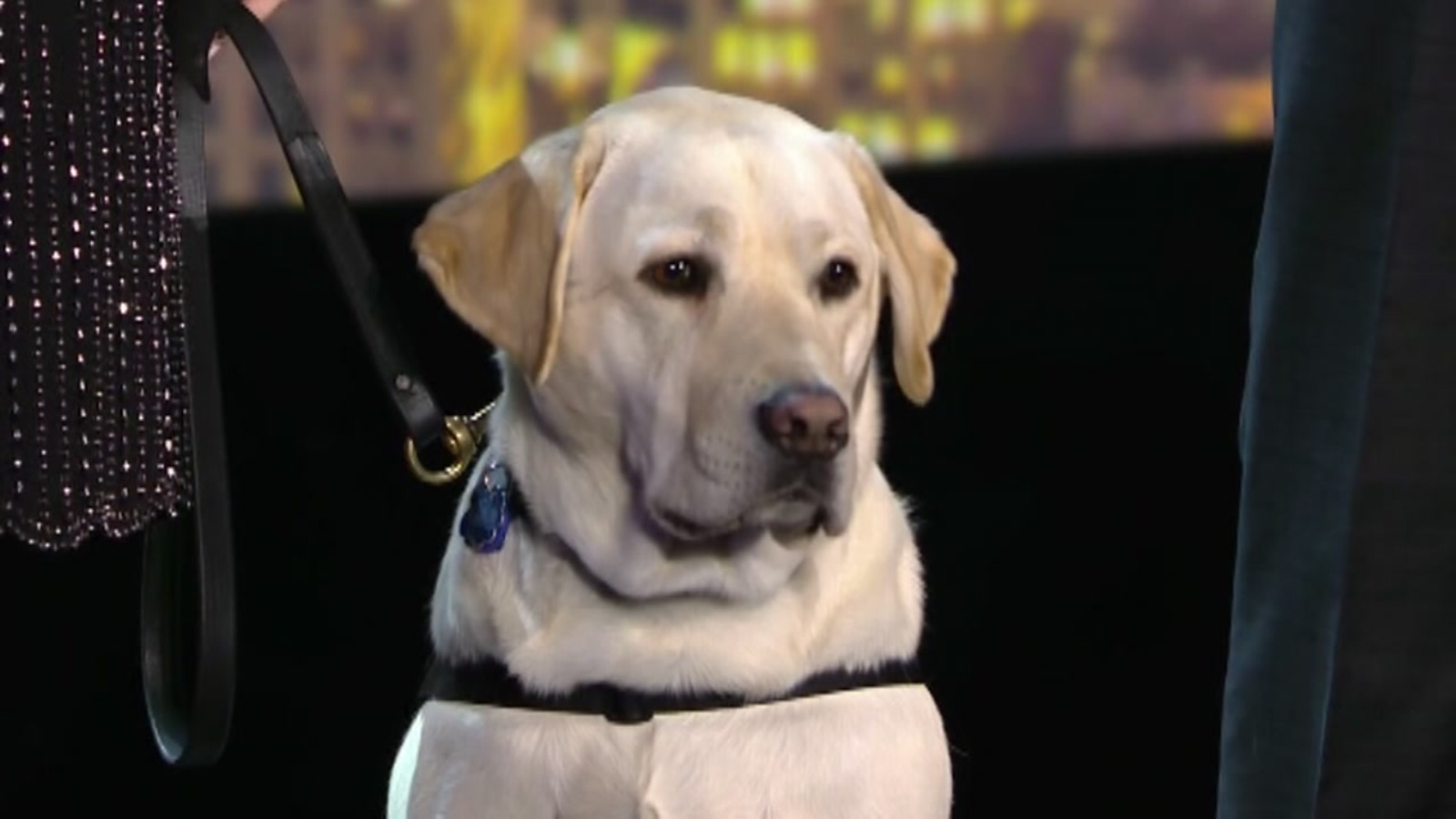 President George HW Bush's service dog, Sully, recognized at 2018 CNN ...