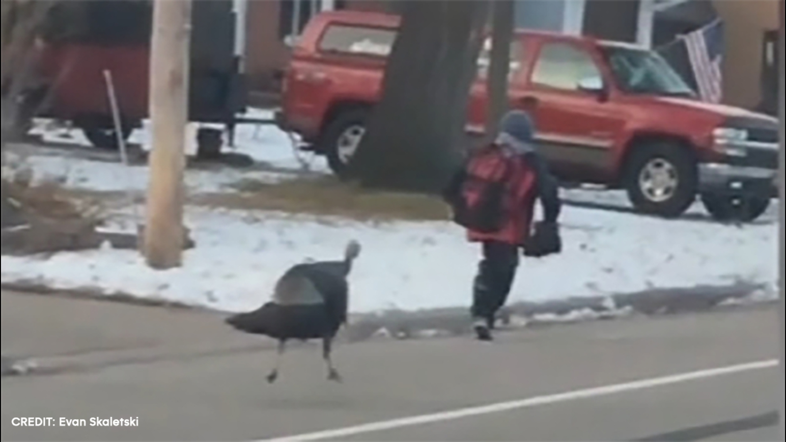 Turkey gone wild chases boy trying to walk home from school - ABC13 Houston