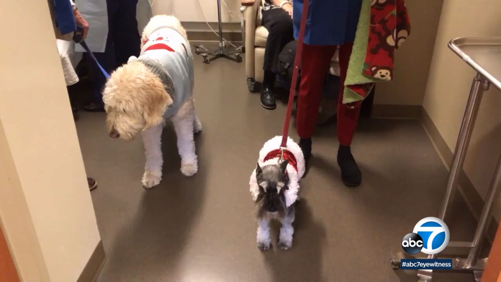 Therapy dogs bring joy to cancer patients in Orange - ABC7 Los Angeles