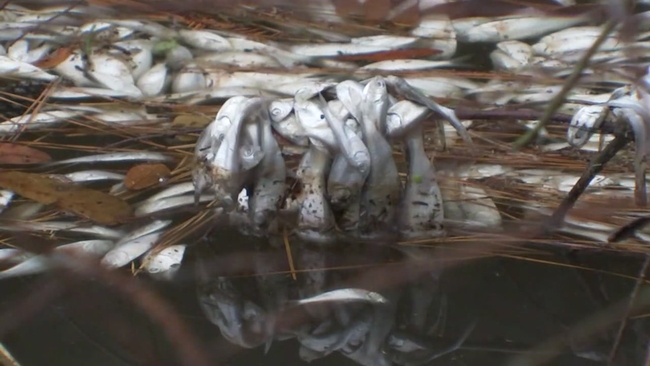 Fish kill at Quintana Beach, caused by low dissolved oxygen, appears to be almost over ...