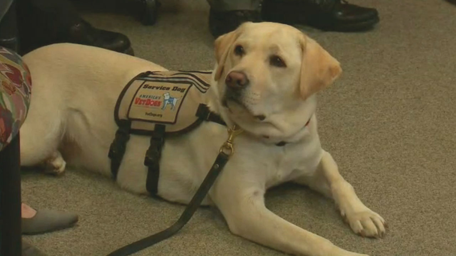 George HW Bush's service dog Sully honored at NY training center ...