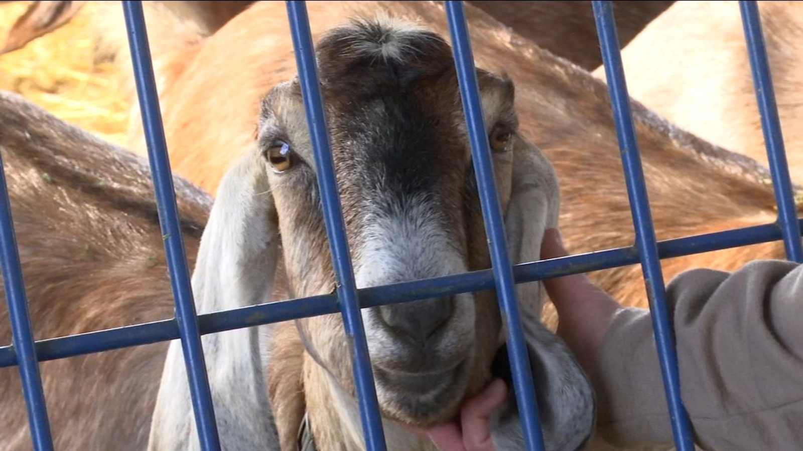 Woman turns love of goats and cheese into a profit - ABC30 Fresno