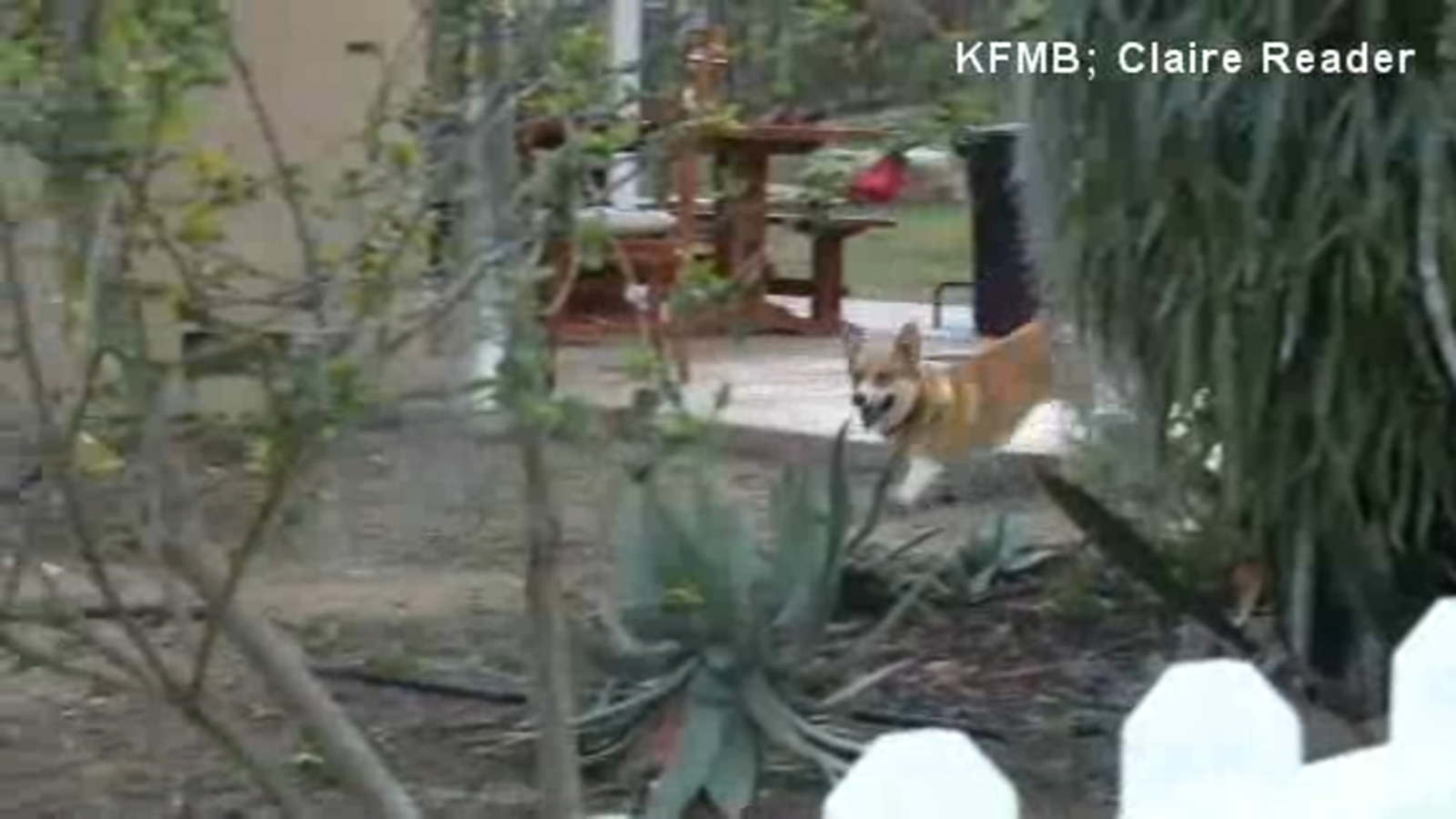 Corgi caught chasing coyote on home surveillance camera in California ...